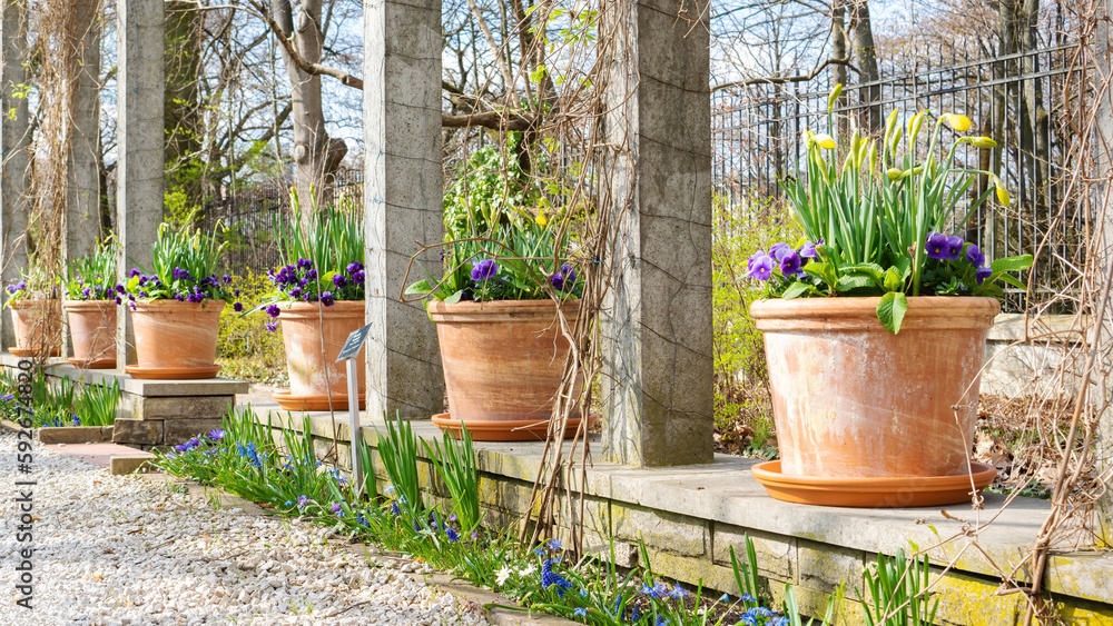 Spring bulbous flowers in ceramic pots in the garden with beautiful ...