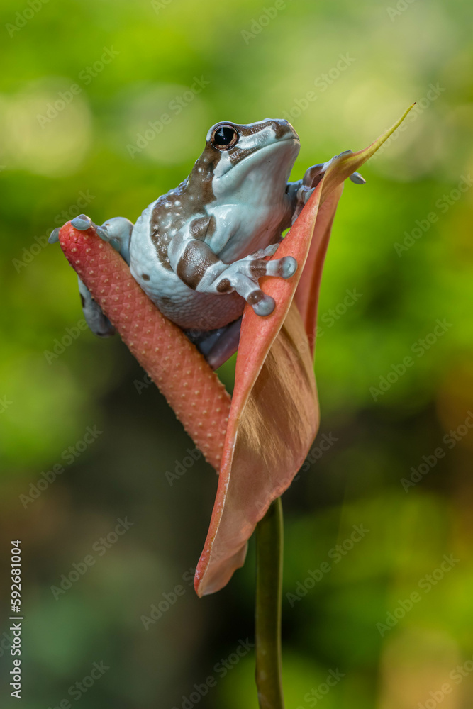 The Mission golden-eyed tree frog or Amazon milk frog (Trachycephalus ...