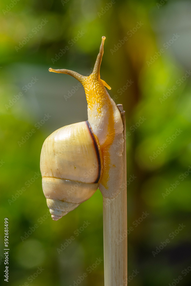 Achatina achatina, commonly known as the giant African snail, also ...