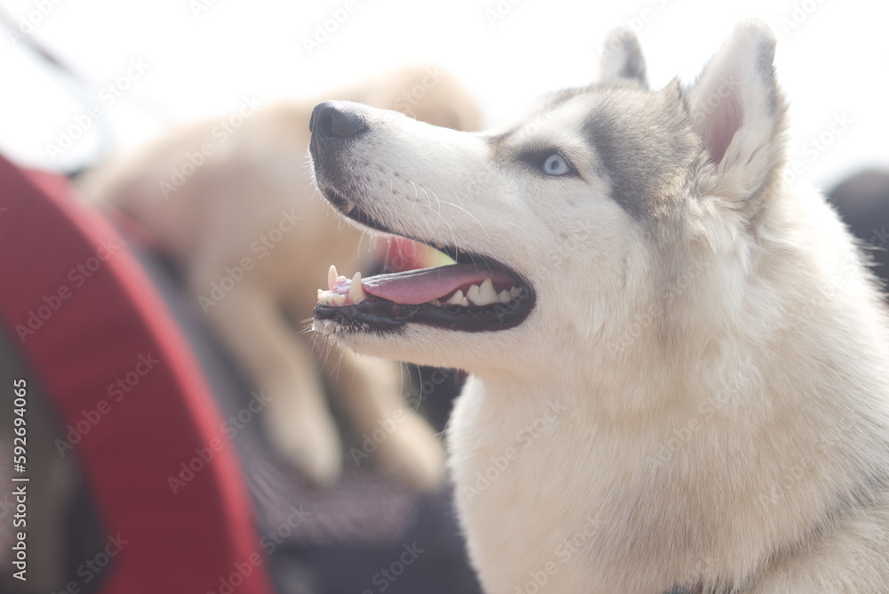 happy siberian husky dog face close up on the field in spring season ...