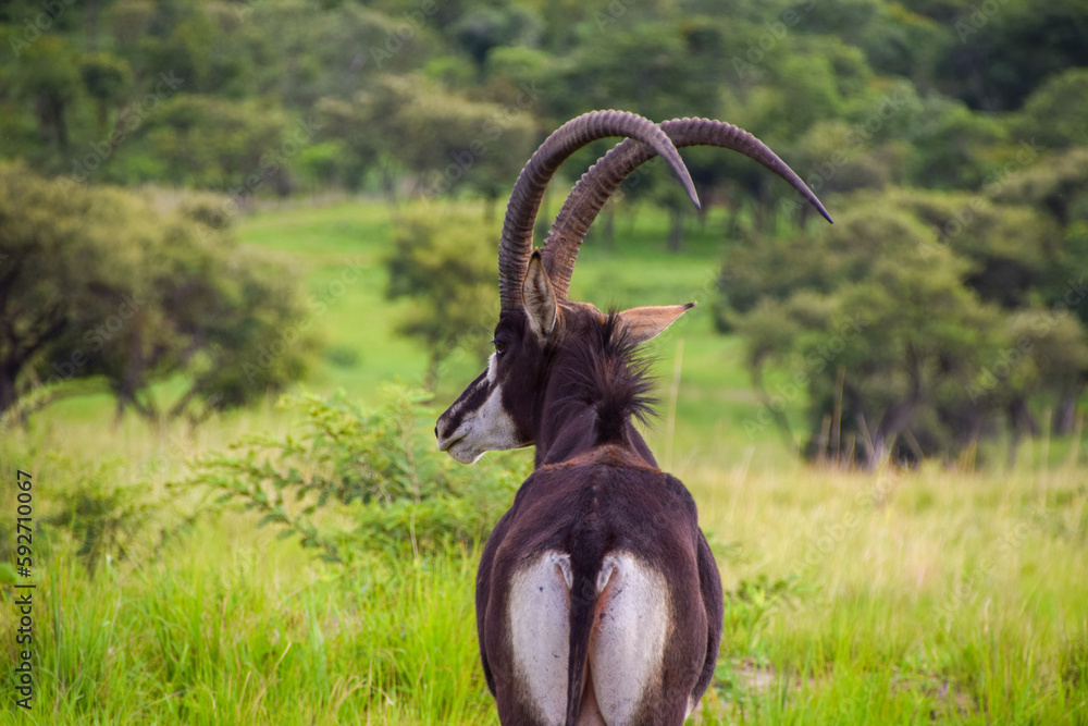 An adult sable antelope in a nature reserve in Zimbabwe Stock Photo ...