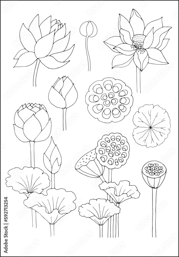 Set of lotus vector vegetal botanical decorative elements in black and ...