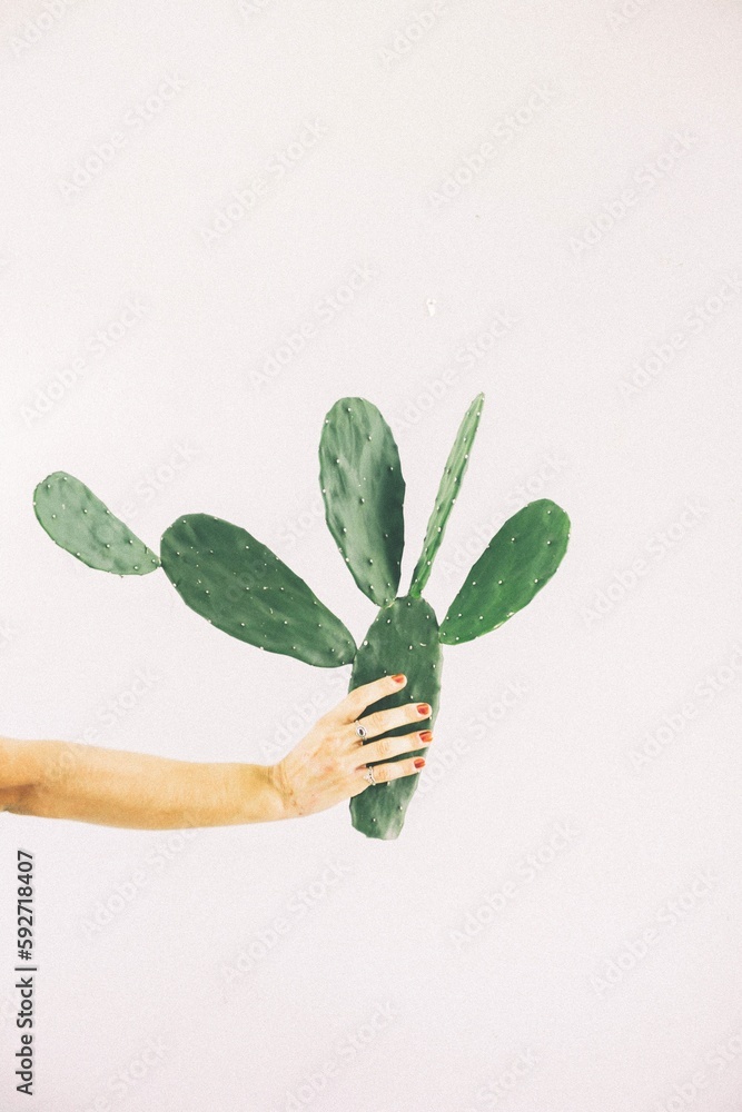 plant in hand, cactus, flant, plant, hand, leaf, nature, green, growth ...