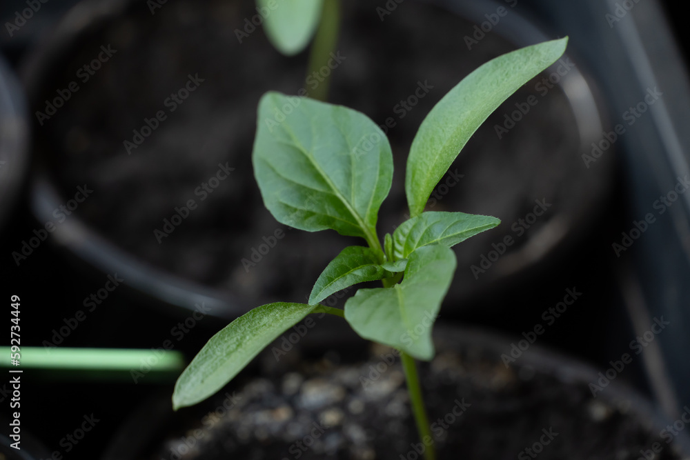Green young seedlings of bell pepper, planted in the spring in the ...
