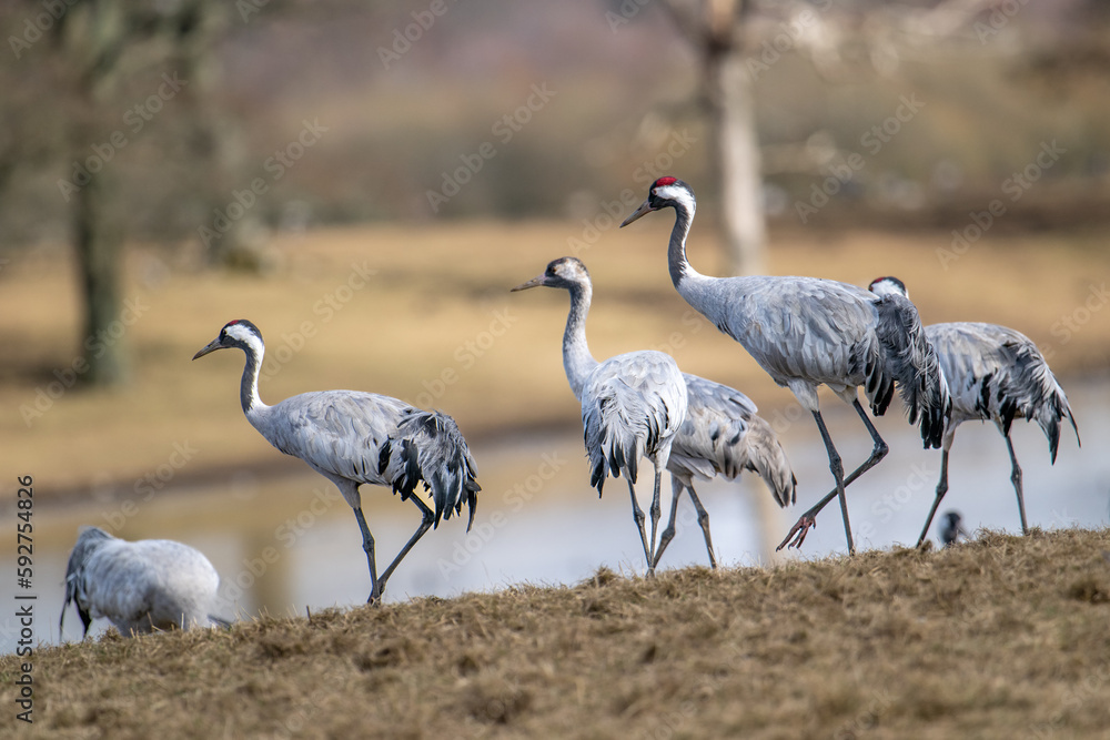 Migrating Common Cranes arriving to Lake Hornborga during spring in ...