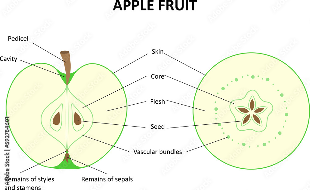 The internal structure of the fruit of the apple tree. Longitudinal ...