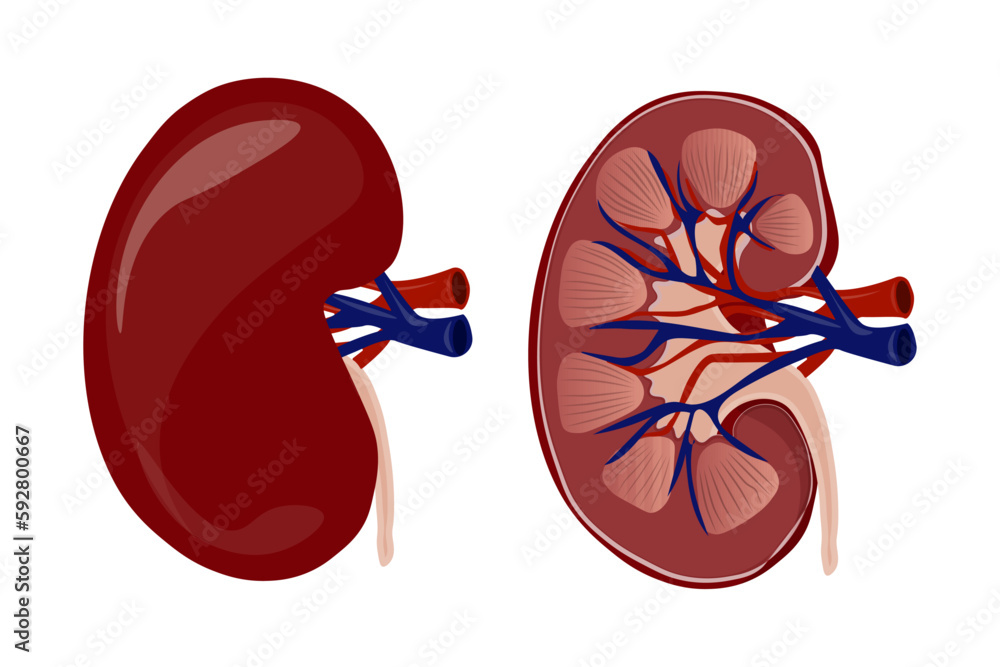Human kidneys anatomy inside and outside in flat cartoon style ...