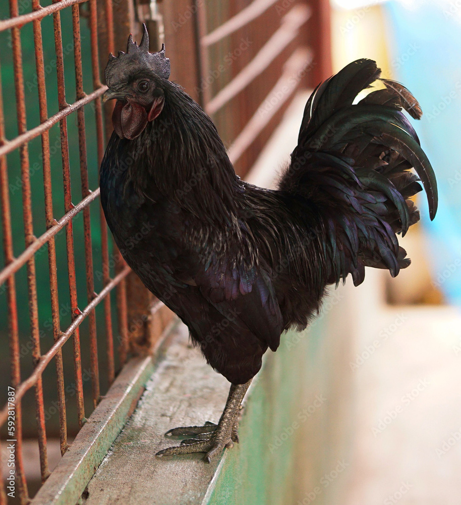 Indian Kadaknath Chicken or Black Chicken Standing on a Wall, Full ...