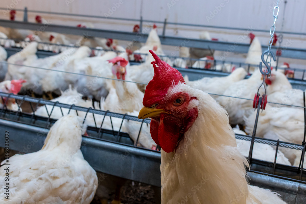 Breeding roosters and hens for meat feed inside the breeding area of a ...