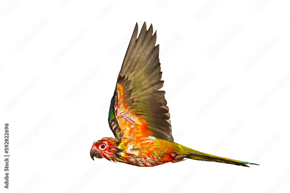 Colorful Sun conure parrot flying transparent background png file Stock ...