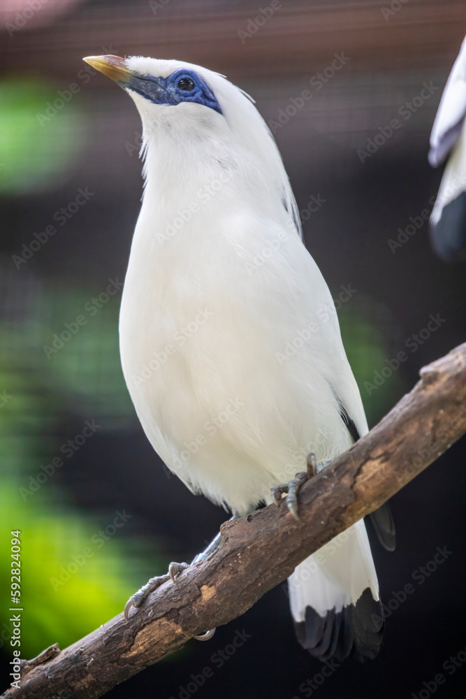 a Bali myna (Leucopsar rothschildi) stands on the tree, a medium-size ...