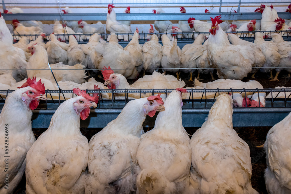Breeding roosters and hens for meat feed inside the breeding area of a ...