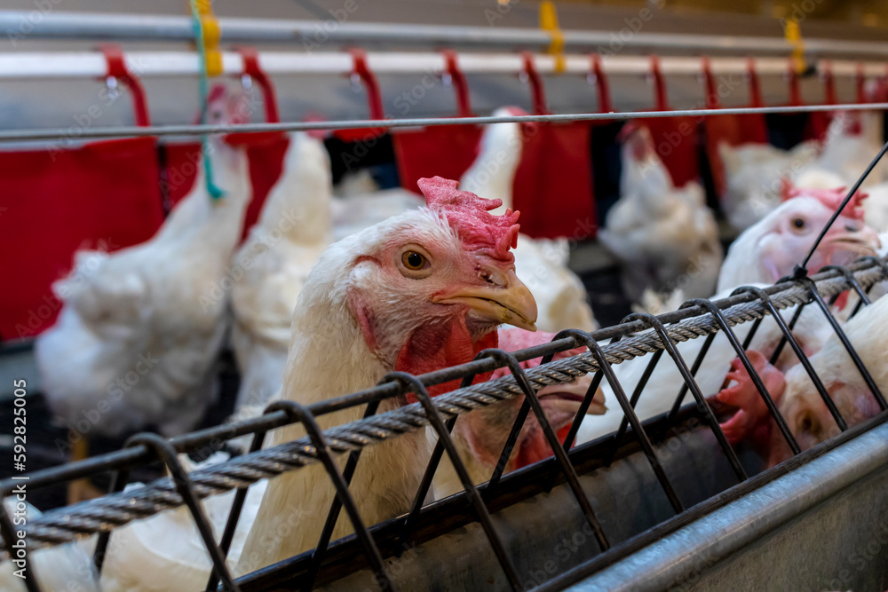 Breeding roosters and hens for meat feed inside the breeding area of a ...