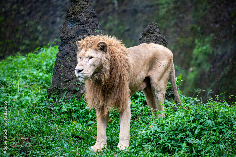 The white lion is a rare color mutation of the lion, specifically the ...