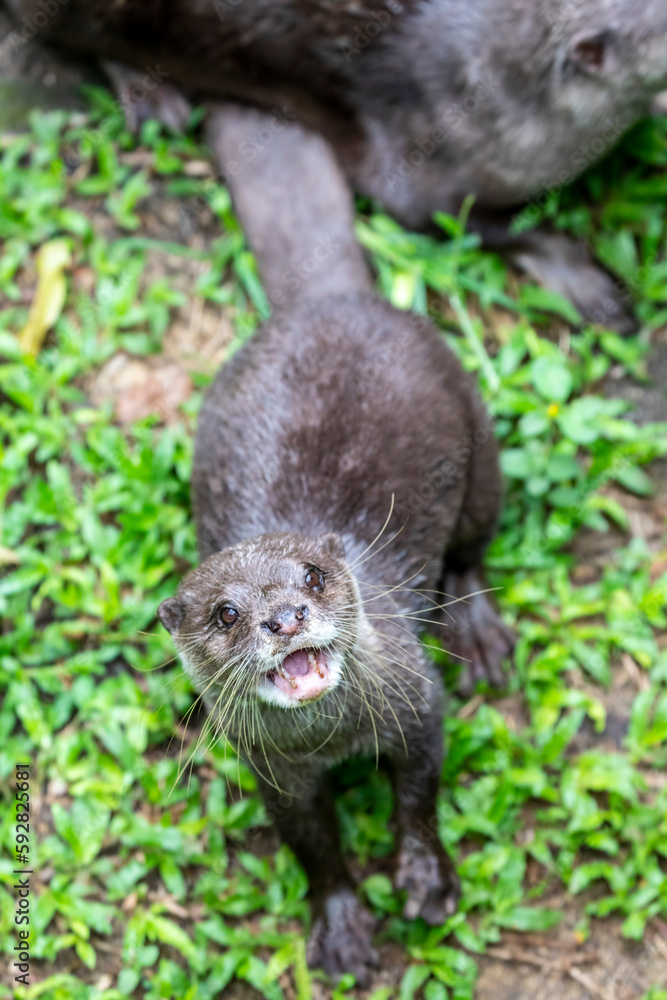 The small clawed otter (Amblonyx cinereus) looks at camera. A ...