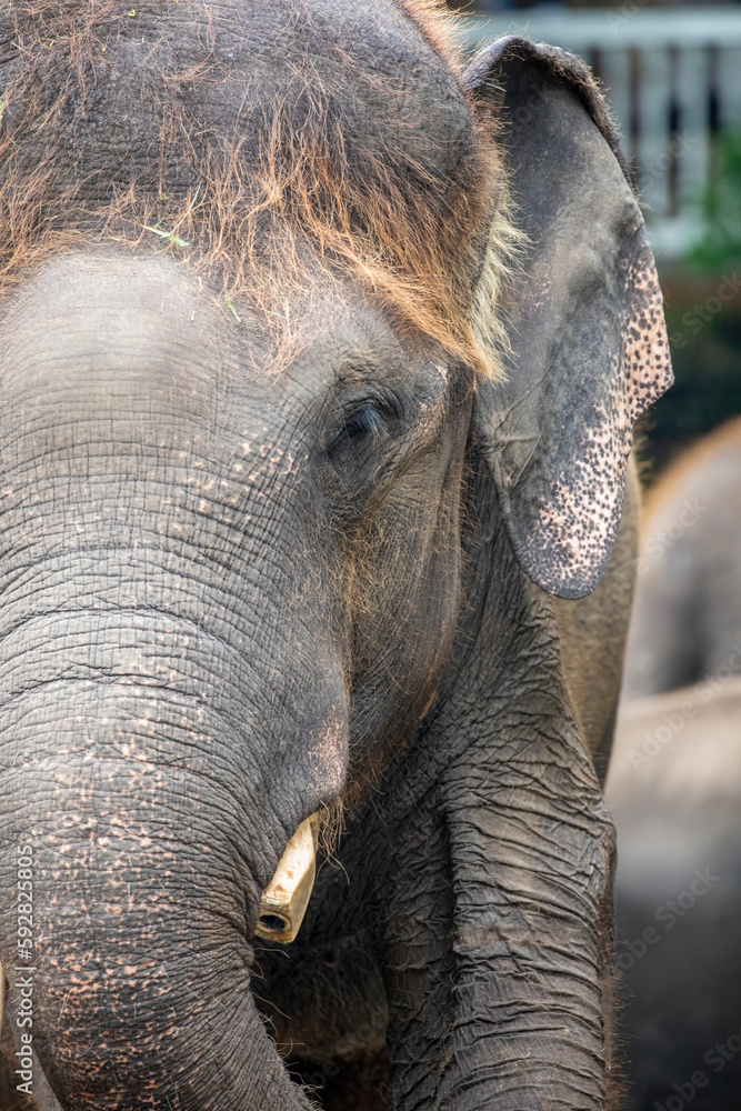 The Sumatran elephant (Elephas maximus sumatranus) is one of four ...