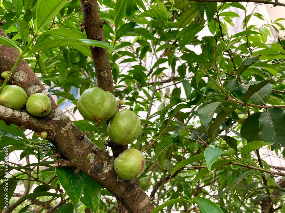 phaleria macrocarpa or known as God's crown fruit hanging on the plant ...