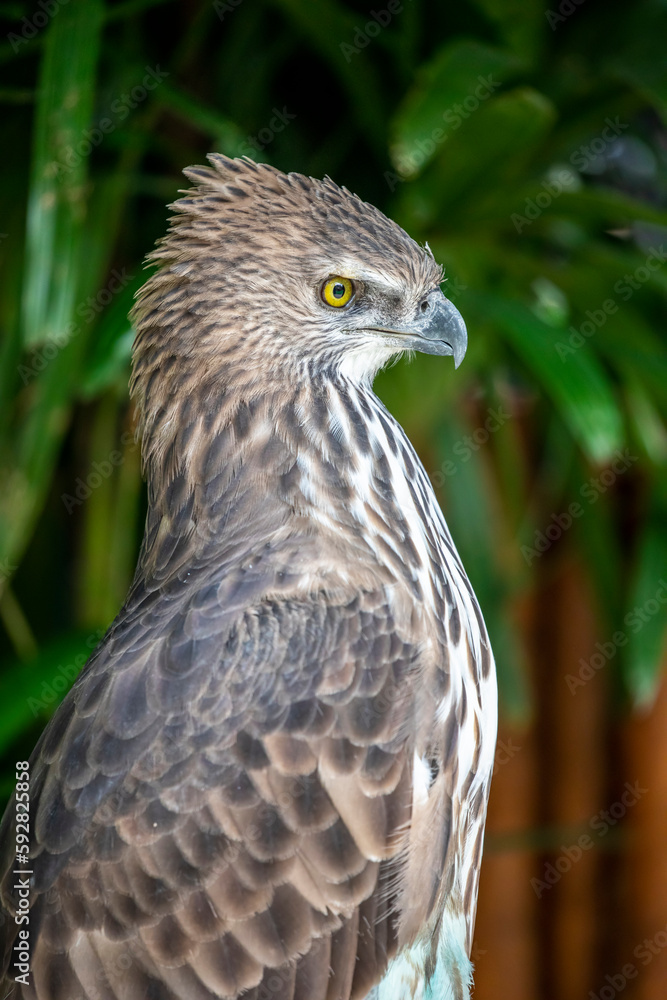 The changeable hawk-eagle (Nisaetus cirrhatus) is a large bird of prey ...