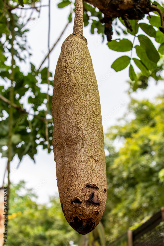 the closeup image of the fruit of sausage tree (Kigelia africana ...