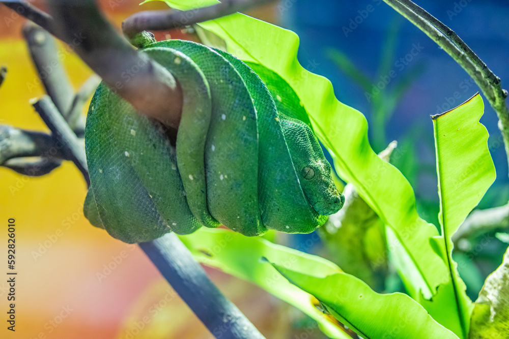 The green tree python (Morelia viridis) is a species of snake in the ...