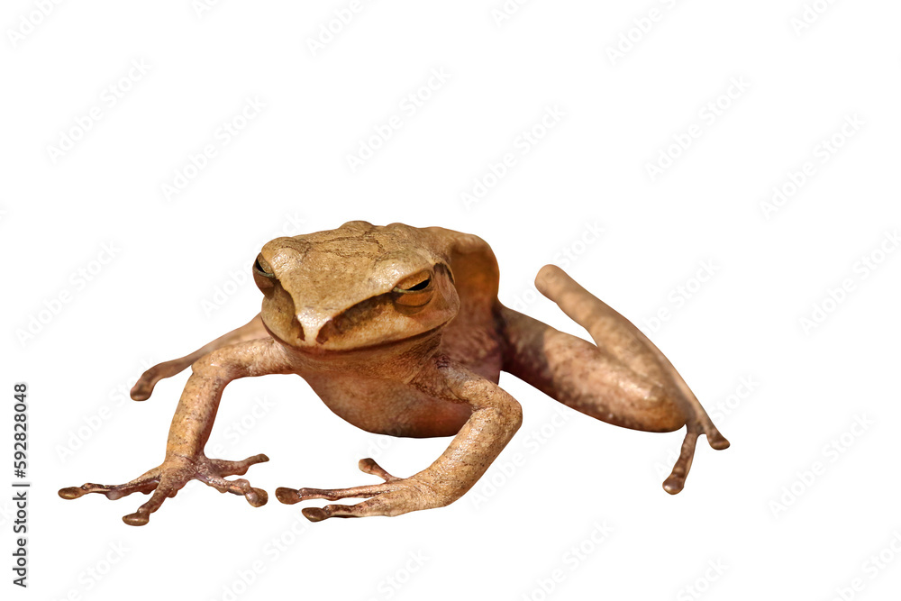 Brown tree frog isolated on transparent background png file Stock Photo ...