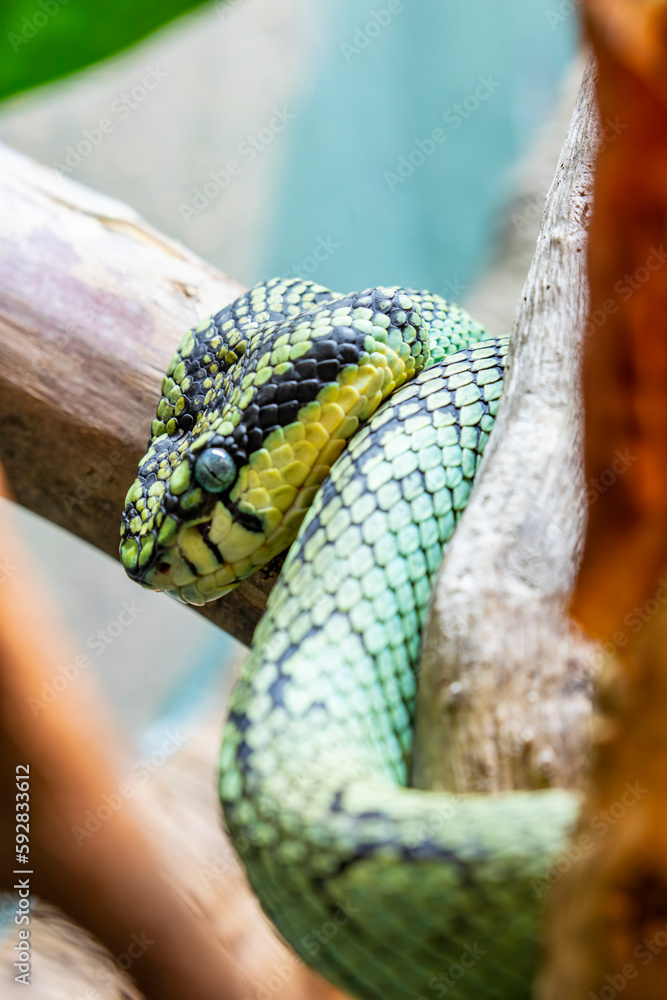 Sri Lankan green pitviper (Craspedocephalus trigonocephalus) is a ... Sri Lankan green pitviper (Craspedocephalus trigonocephalus) is a ...