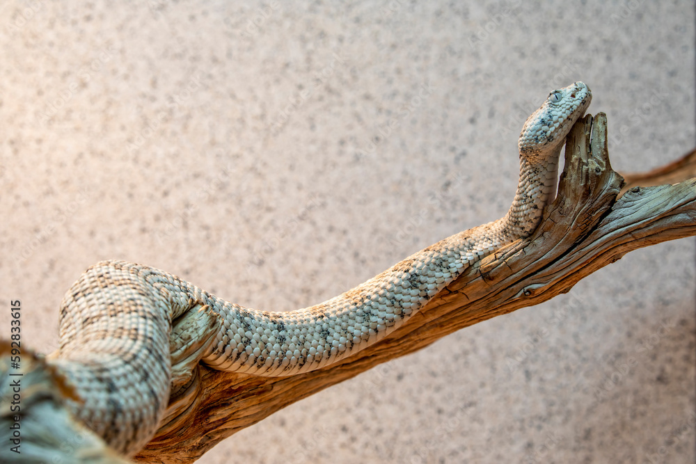 speckled rattlesnake (Crotalus mitchellii) is a venomous pit viper ...