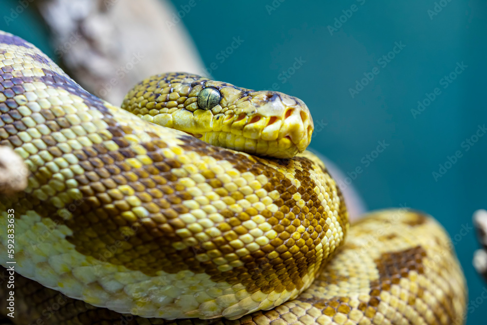 The Timor Python Malayopython Timoriensis Is A Python Species Found