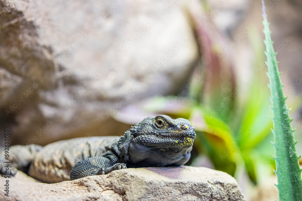 common chuckwalla (Sauromalus ater) is a species of lizard in the ...