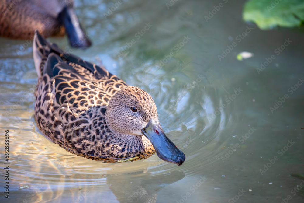 The female red shoveler (Spatula platalea). It is a species of dabbling ...