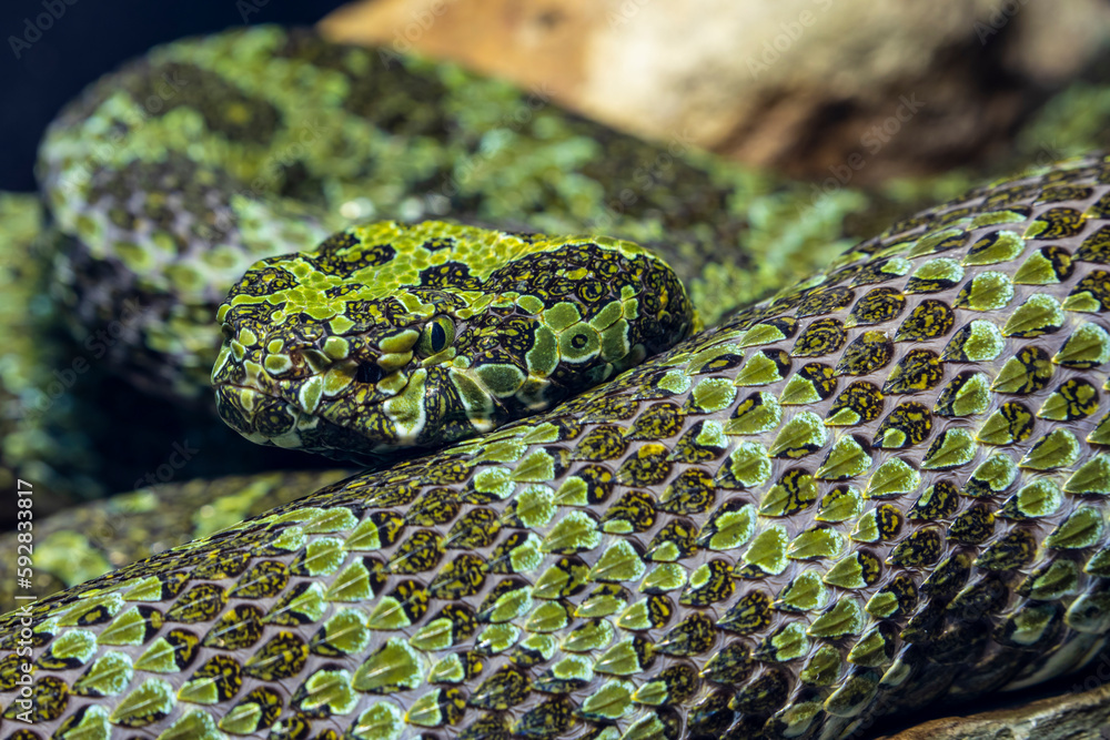 Mangshan pit viper (Protobothrops mangshanensis) is a venomous pit ...