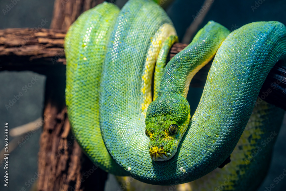 The green tree python (Morelia viridis) is a species of snake in the ...