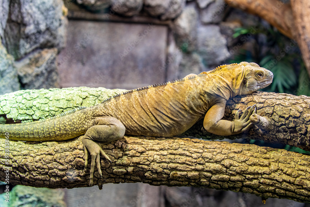 The Jamaican iguana (Cyclura collei) is a large species of lizard in ...