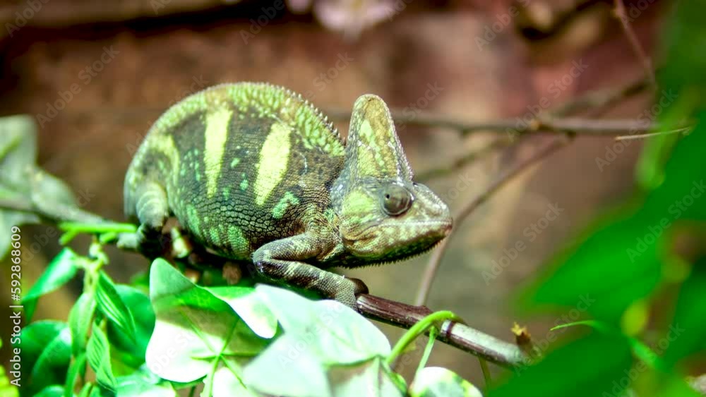 Veiled Chameleon Chamaeleo calyptratus sits on branch and look in ...