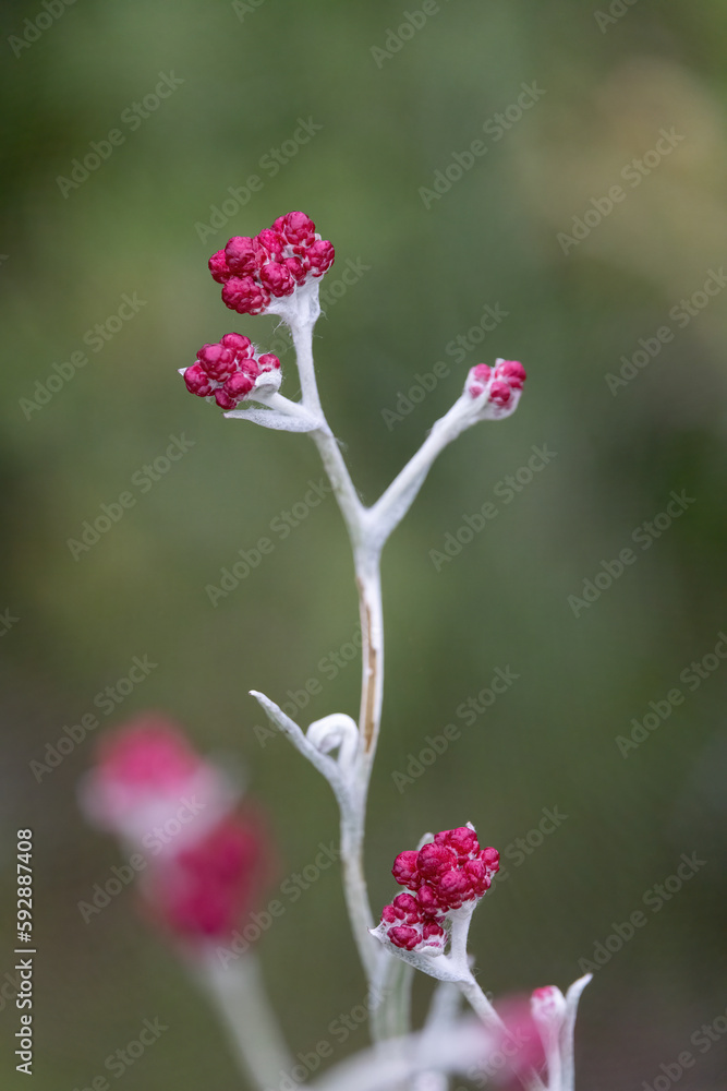 Helichrysum sanguineum - aka Red Everlasting flowers, Red cud-weed ...