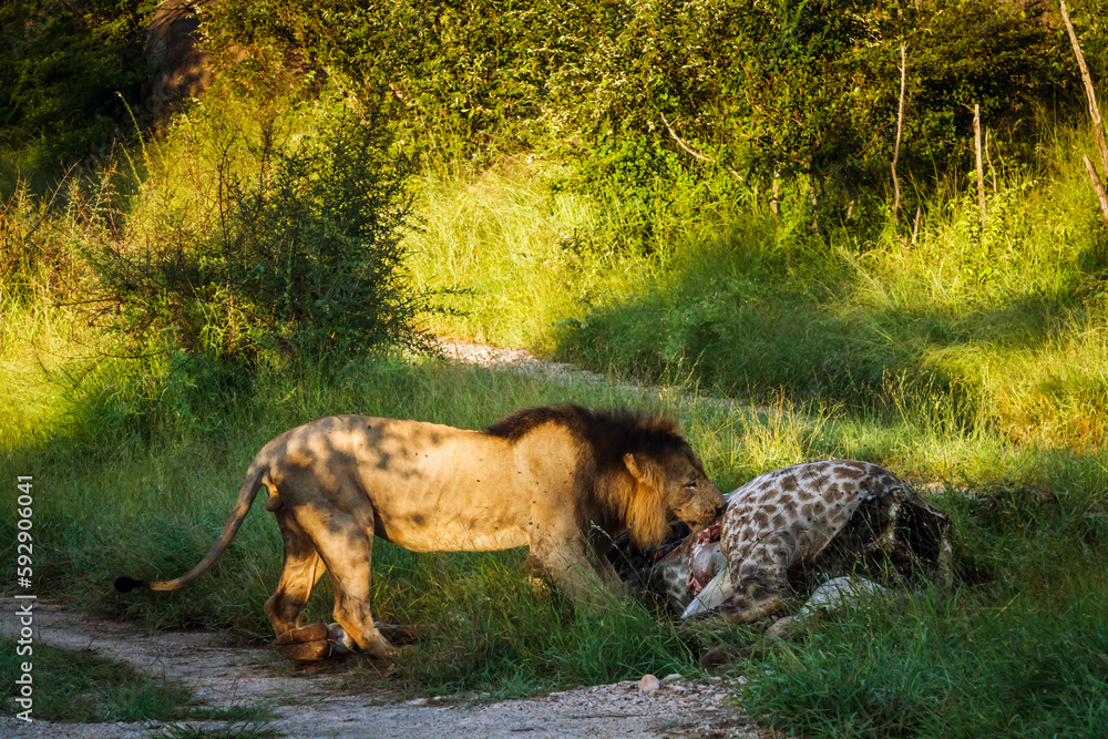 African lion male eating giraffe prey in Kruger National park, South ...