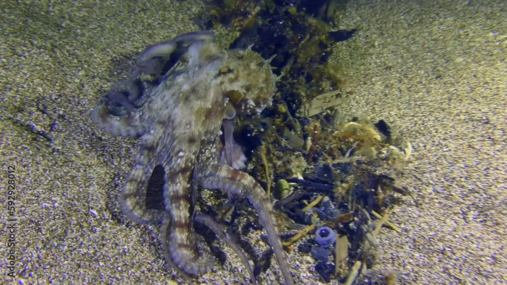 Common octopus (Octopus vulgaris) swims above the sandy bottom, then ...