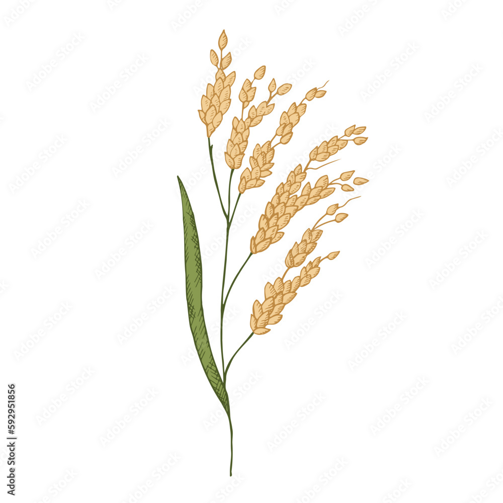 Hand drawn ears of a rice plant. Illustration of branches and grains of ...