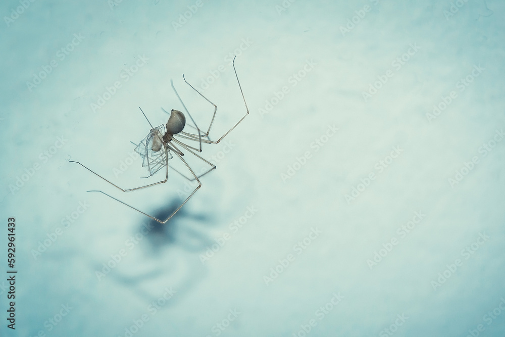 Spider on a blue background. An insect near the wall. A spider is a ...