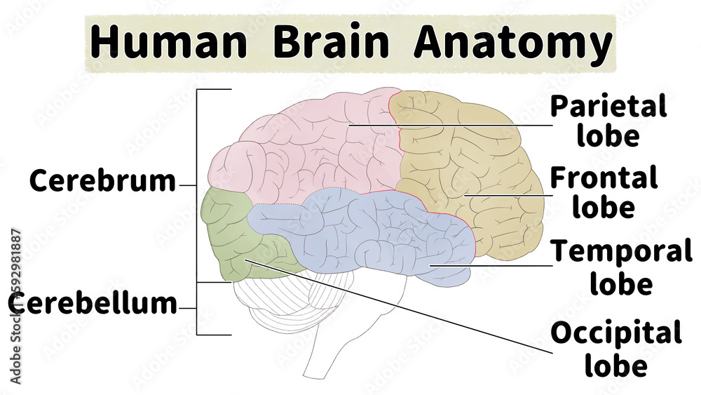 Human brain medical diagram clipart PNG Stock Illustration | Adobe Stock
