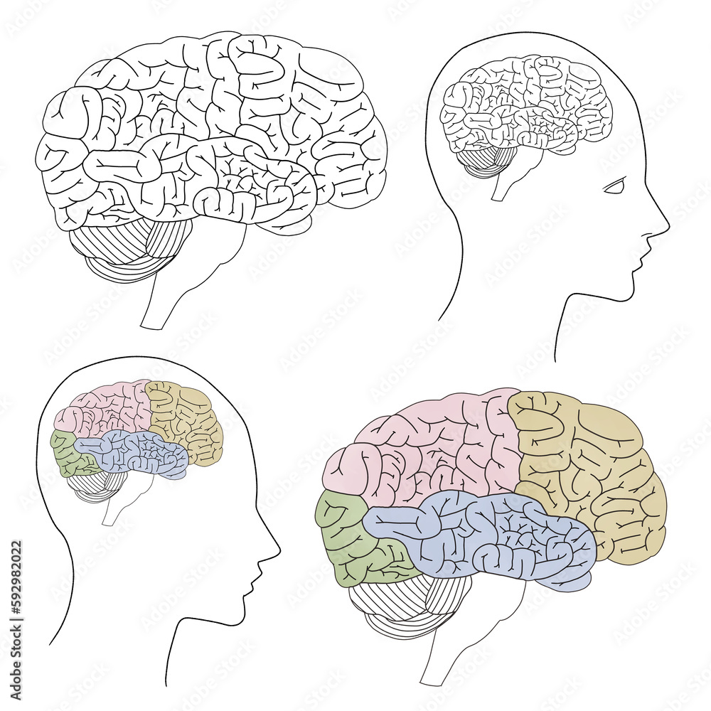 Human brain cross-section diagram set PNG Stock Illustration | Adobe Stock