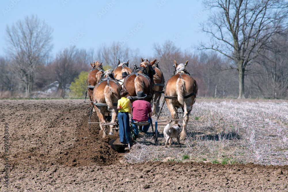 Amish farmer with his son and dog plowing farm field. Stock Photo ...