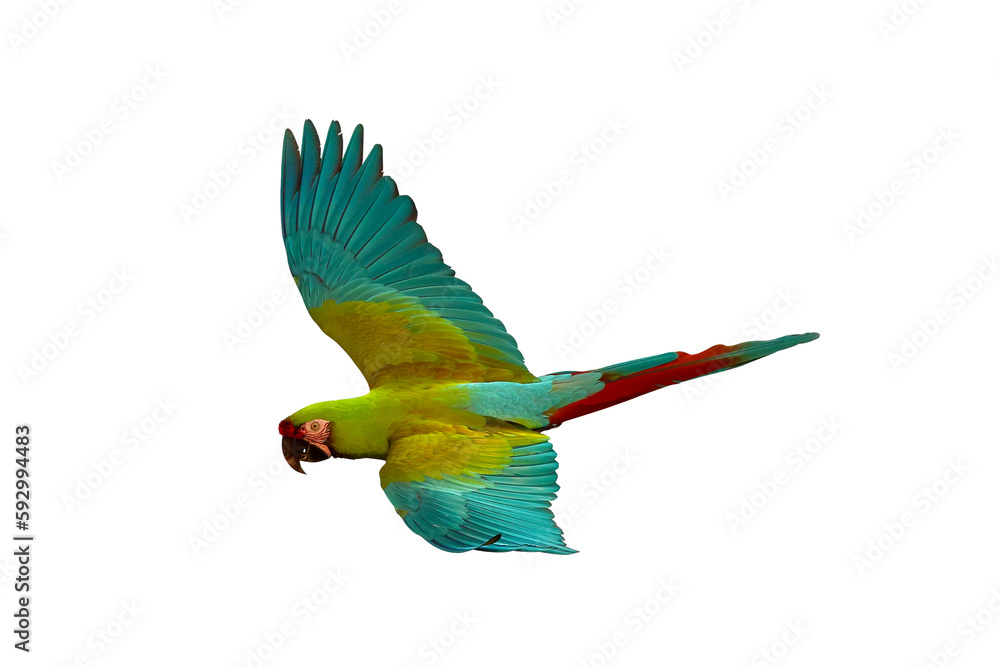 Beautiful great green macaw flying isolated on transparent background ...