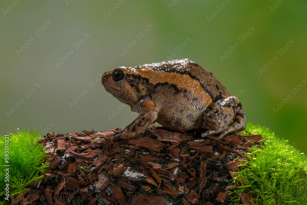The banded bullfrog (Kaloula pulchra) is a species of frog in the ...