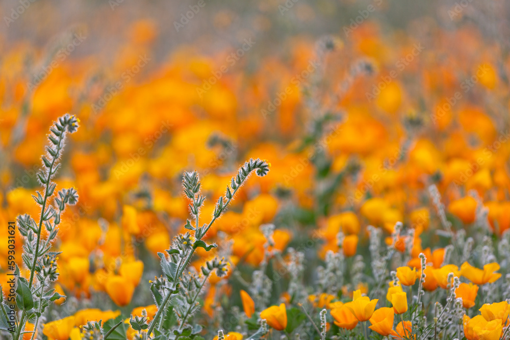 Mexican gold poppies, Eschscholzia californica ssp mexicana, a ...