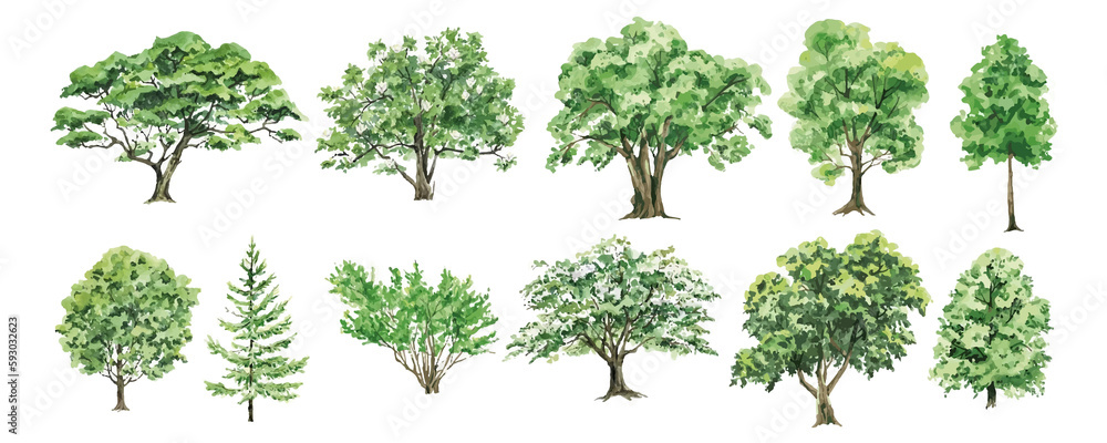 png watercolor of tree side view isolated on white transparent ...