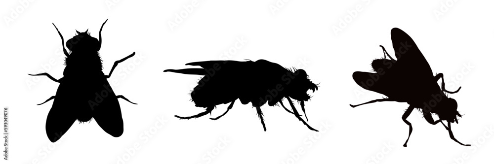 Set of fly silhouettes - vector illustration. Isolated silhouettes of ...
