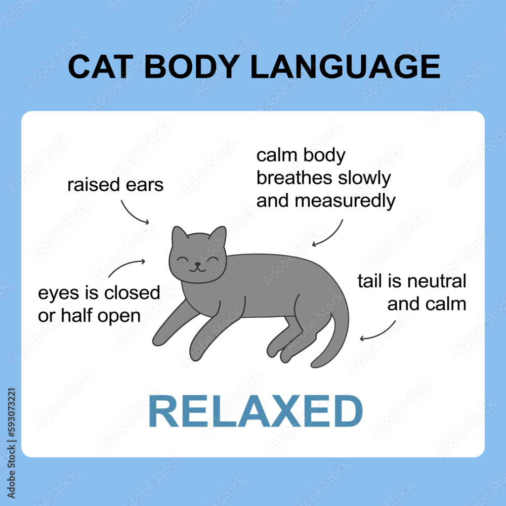 Cat body language behavior relaxed signals. Card with information for ...