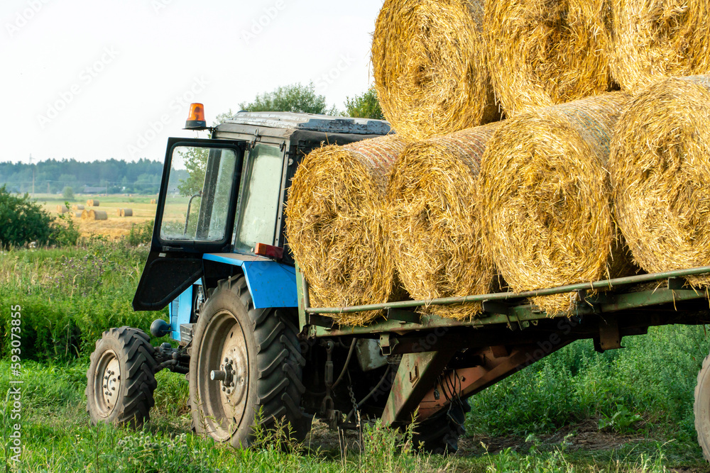 Tractor on trailer transports large round bales of hay. Transportation ...