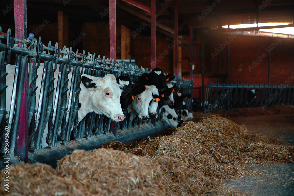 Intensive Farming Cattle